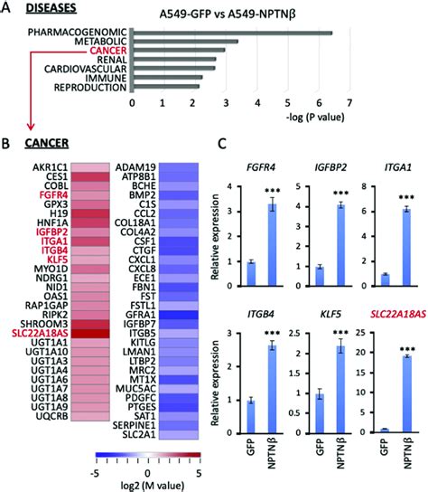 Rna Seq Based Analysis A A Functional Enrichment Analysis P