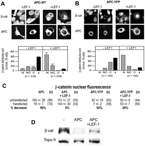 Lef 1 Blocks Catenin Degradation By Apc A Sw480 Cells Were