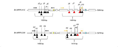 Exon Intron Structure Showing The Positions Of The Mutations Exons