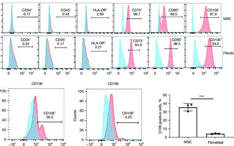 Phenotyping Of Mscs And Human Uterosacral Ligament Fibroblasts For