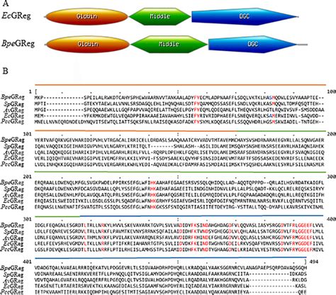Two Globin Coupled Diguanylate Cyclases Consist Of Three Domains A