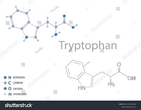 Tryptophan Molecular Skeletal 3d Chemical Formula Stock Vector Royalty