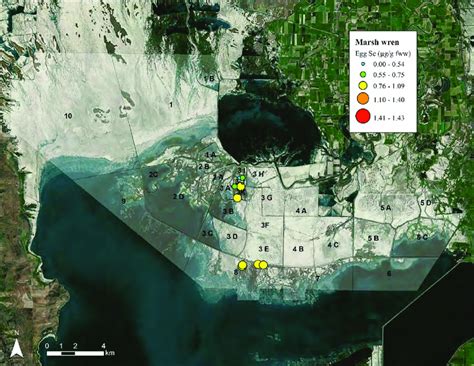 Figure C 24 Selenium Concentrations Se µg G Fww In Eggs Of Marsh