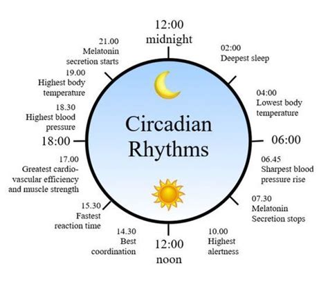 Reset Circadian Rhythm And Your Health Artofit