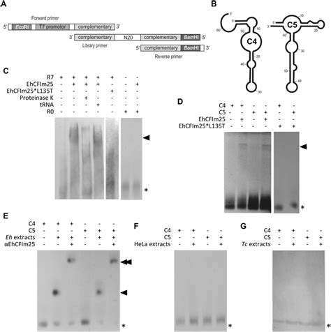 Identification Of Aptamers Against Ehcfim25 A Schematic