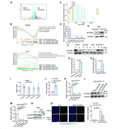Aloxe3 In Regulating Yap Mediated Ferroptosis In Human Hcc Cell