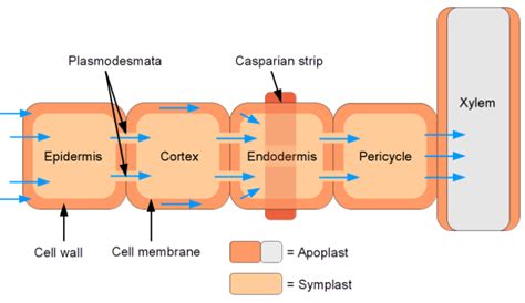 Explain The Structure And Function Of Plasmodesmata With Help Of Diagram