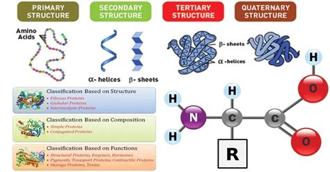 Proteins Types And Tests Results Simple Proteins Conjugated Proteins