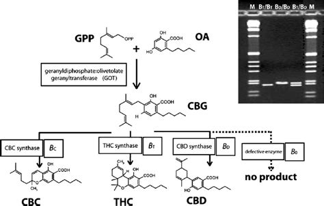 The Biosynthetic Pathway Of The Most Common Cannabinoids In Cannabis