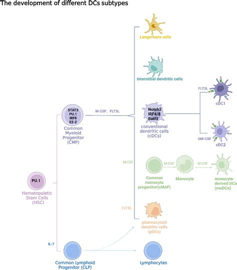 Human Dendritic Cell Subsets In The Glioblastoma Associated