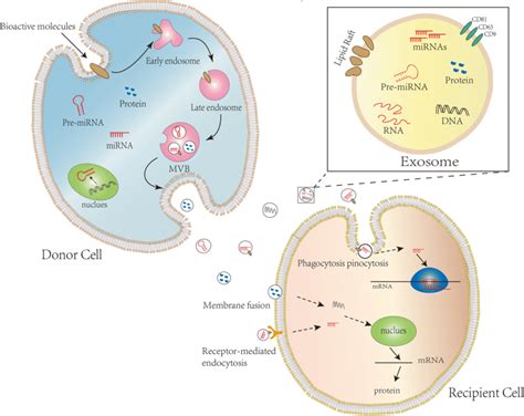 The Schematic Of Generation Of Exosomes And The Transfer Of Genetic