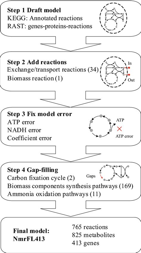 The Workflow Of Genome Scale Metabolic Model Reconstruction Of Strain