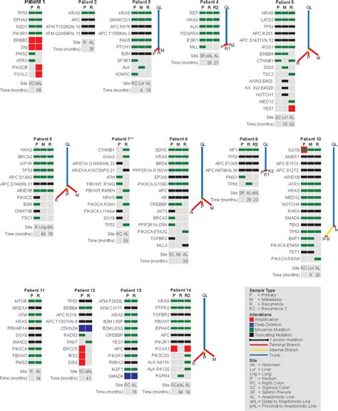 Heatmaps Showing The Distribution Of Mutations And Copy Number