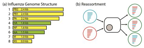 Identification Of Reassortant Influenza Viruses At Scale Algorithm