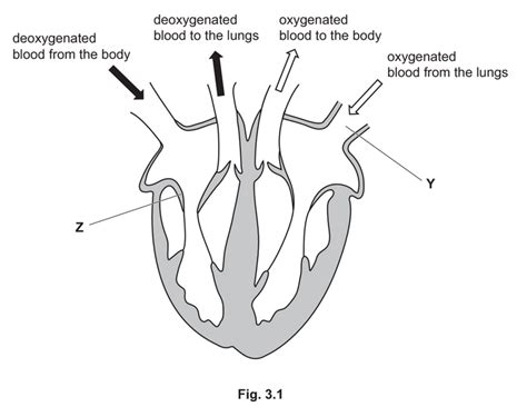 Igcse Biology 0610 9 2 Heart Igcse Style Questions Paper 3 Ibdp