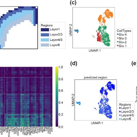 Allendigger Achieves The Registration Of Cell On Cortical Brain Layers