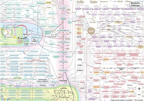 Cellular Metabolic Pathway Take A Second To Appreciate How Ur Body
