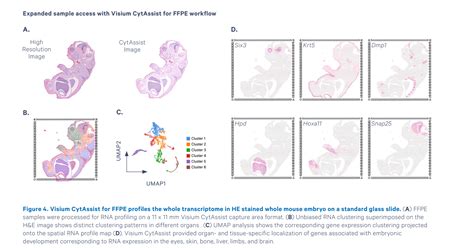 10x Genomics Visium Cytassist Spatial Transcriptomics – Gene Expression