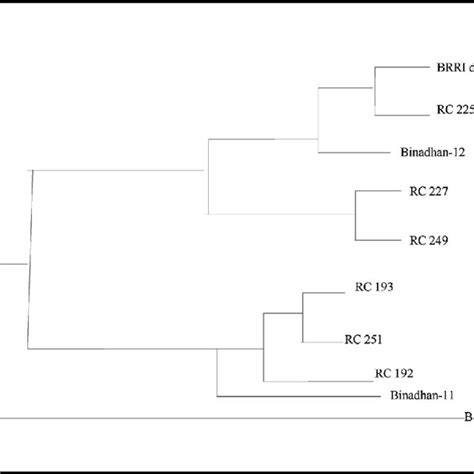 Upgma Dendrogram Based On Neis [32] Genetic Distance Summarizing The