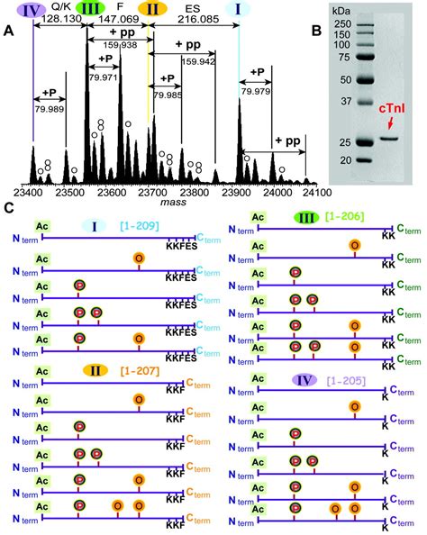 Comprehensive Analysis Of Protein Modifications By Top Down Mass