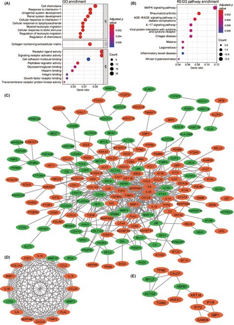 Function Enrichment Analysis And Protein Protein Interaction Ppi