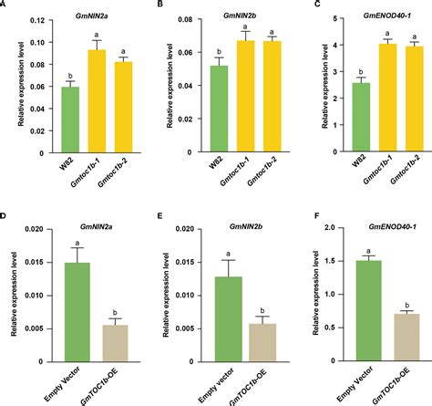 Frontiers Gmtoc1b Inhibits Nodulation By Repressing Gmnin2a And