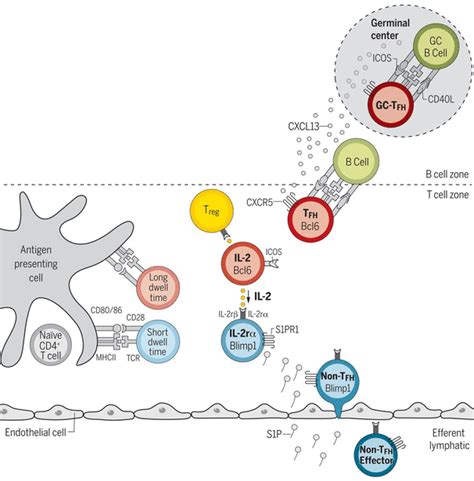 Differential Il 2 Expression Defines Developmental Fates Of Follicular