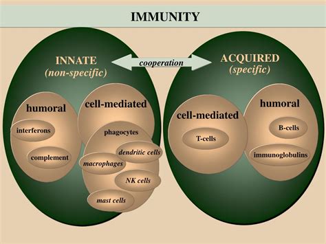 Ppt Structures And Functions Of The Immune System Powerpoint