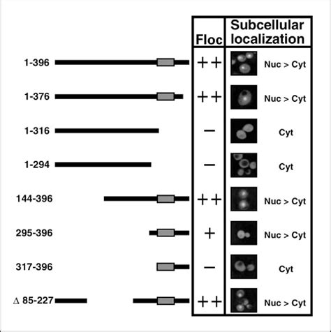 Relationship Between Subcellular Localization And Flocculation Function