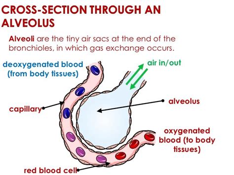 Biological Examples Of Diffusion