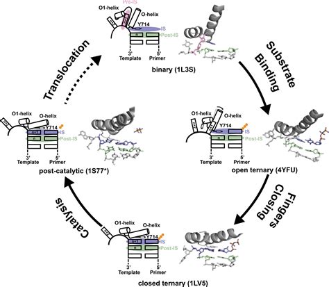 Figures And Data In Crystal Structures Of Dna Polymerase I Capture