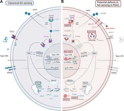 Frontiers Modulation Of Type I Interferon Responses To Influence