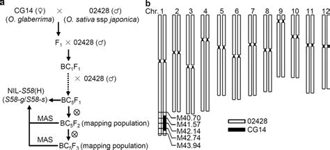Construction Of A Near Isogenic Line Nil For Mapping S58 A