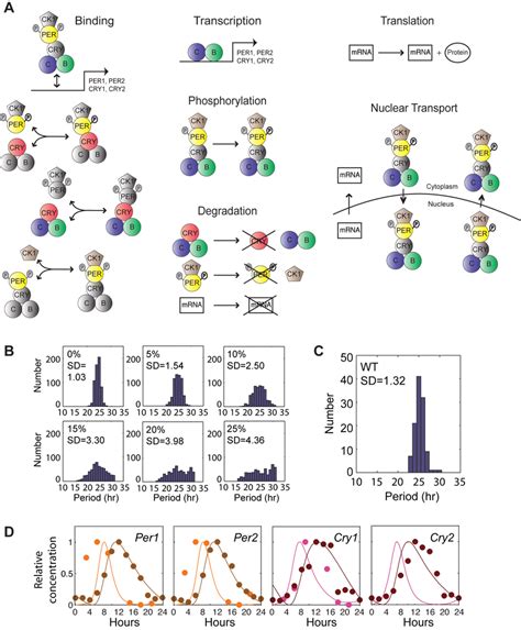 Illustration Of The Elements Of The Stochastic Model Of The Cellular