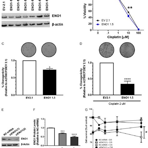 Western Blot Validation Of The Proteomic Results A Western Blot