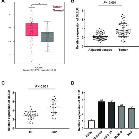 Long Non Coding Rna Lncrna Deleted Lymphocytic Leukemia 1 Dleu1 Is
