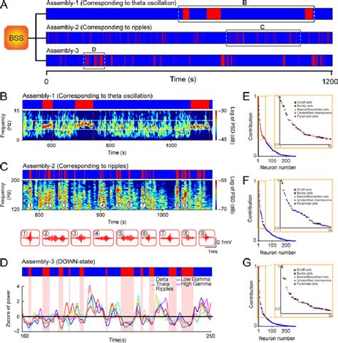 Ca1 Cell Assemblies Underlied Different Sleep Cycles A Three