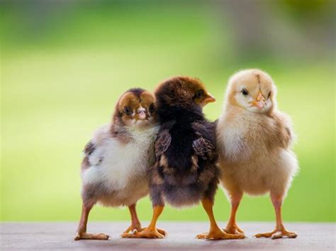 Complete Guide To Introducing New Chickens To Your Flock Chickens And