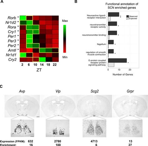 Figures And Data In Temporal Transcriptomics Suggest That Twin Peaking