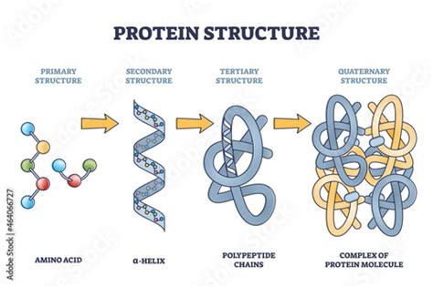 Protein Structure Levels From Amino Acid To Complex Molecule Outline