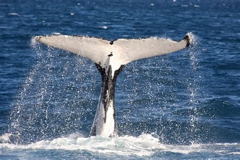 Noosa Whale Watching Centre Noosa Heads Tripadvisor