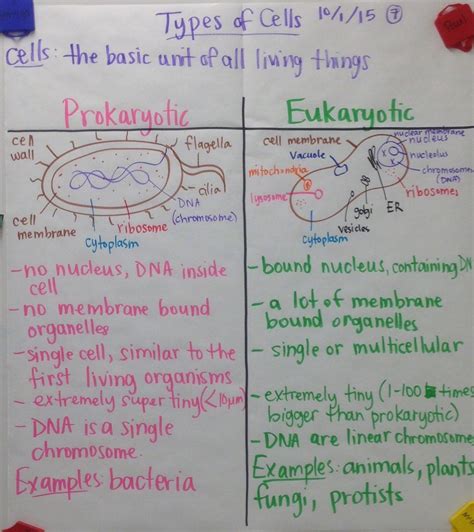 Prokaryotic Cell Structure A Visual Guide Biology For