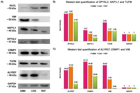 Western Blotting Validation And Quantification Of The Identified