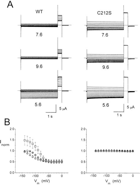 Quasi Steady State Inactivation Curves Of The Wt Clc 0 And The C212s
