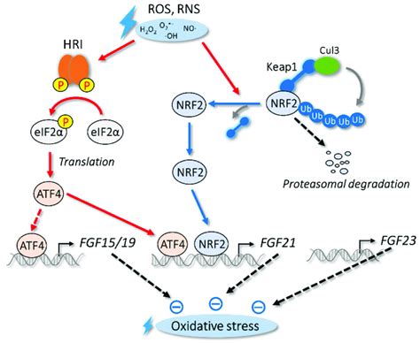 Oxidative Stress And Endocrine Fgfs Hri Atf4 And Keap1 Nrf2 Pathways