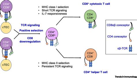 The Role Of Cd8 Downregulation During Thymocyte Differentiation Trends