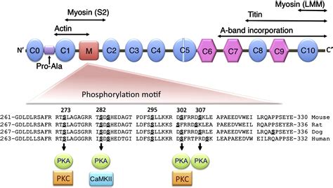 Phosphorylation And Function Of Cardiac Myosin Binding Protein C In