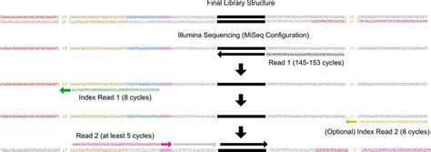 Time Seq Library And Sequencing Schematic Schematic Representation Of