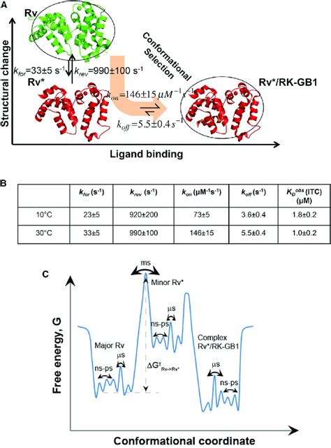 Conformational Selection Pathway Of Recoverin Binding To Rk Gb1 A