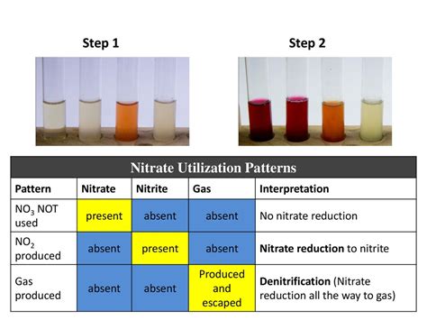 Nitrate Reduction Test E Coli
